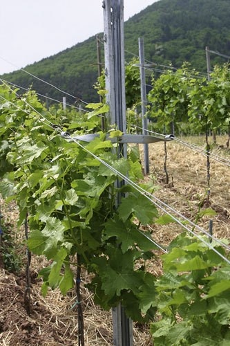Heftsysteme im Weinbau