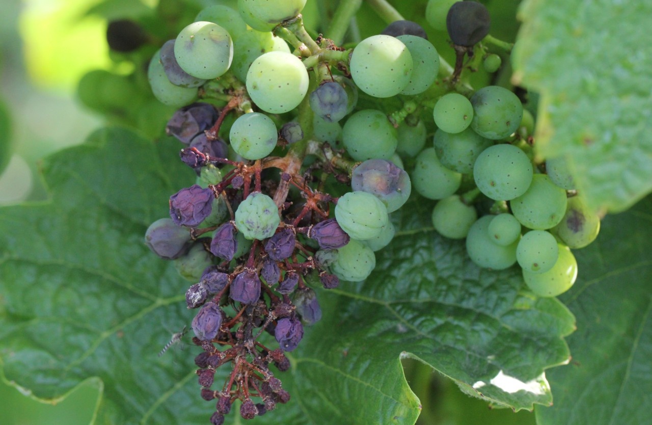 Abenteuer Rebschutz: Was ist künftig möglich?