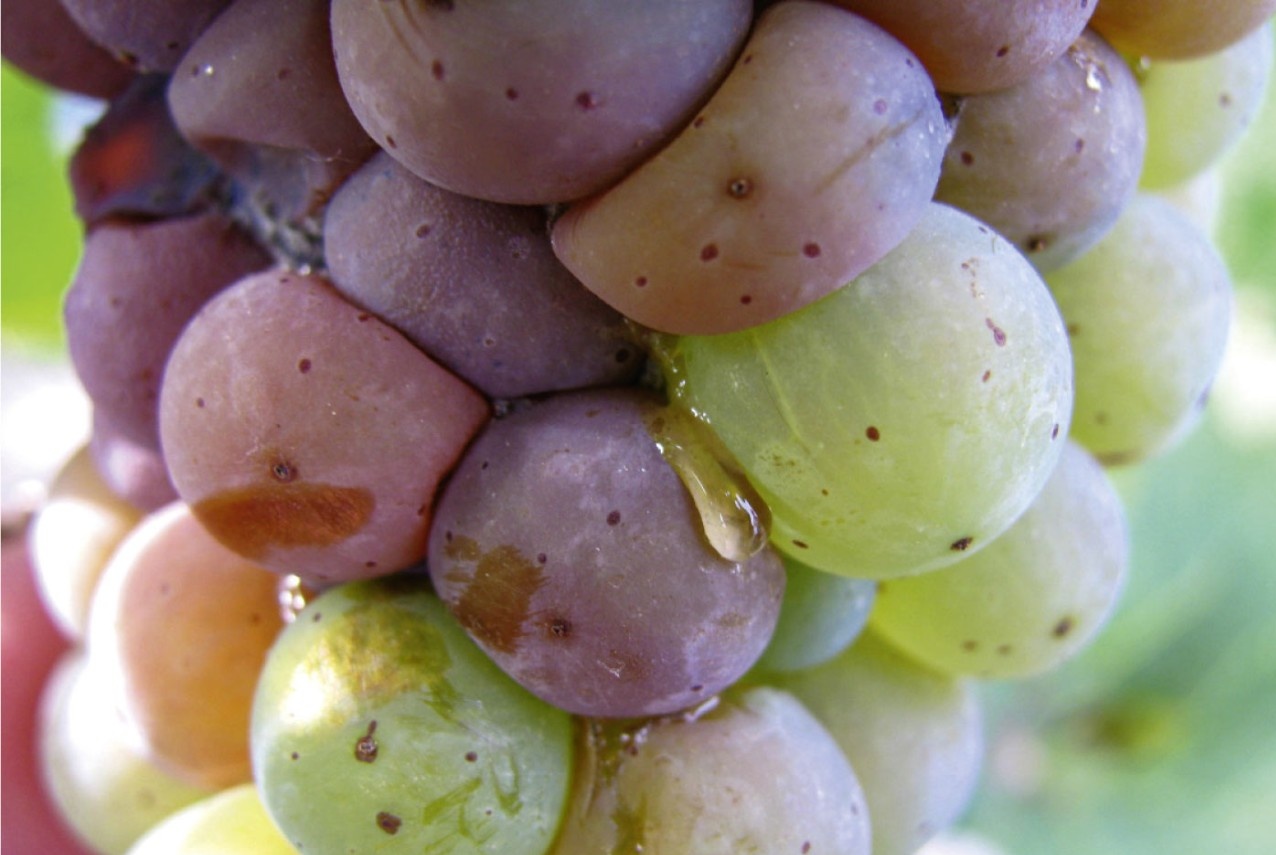 Strategien zur Botrytis-Vermeidung