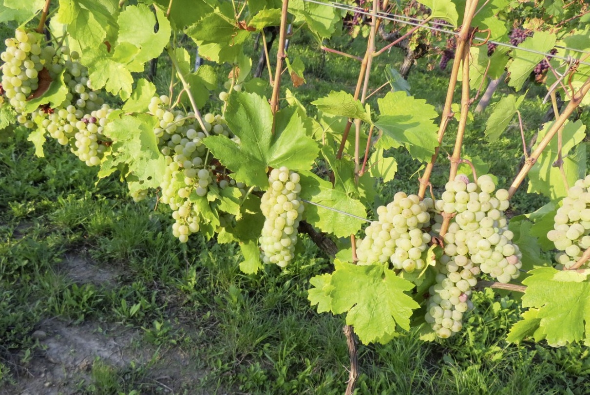 Zur Anpflanzung zugelassene Rebsorten