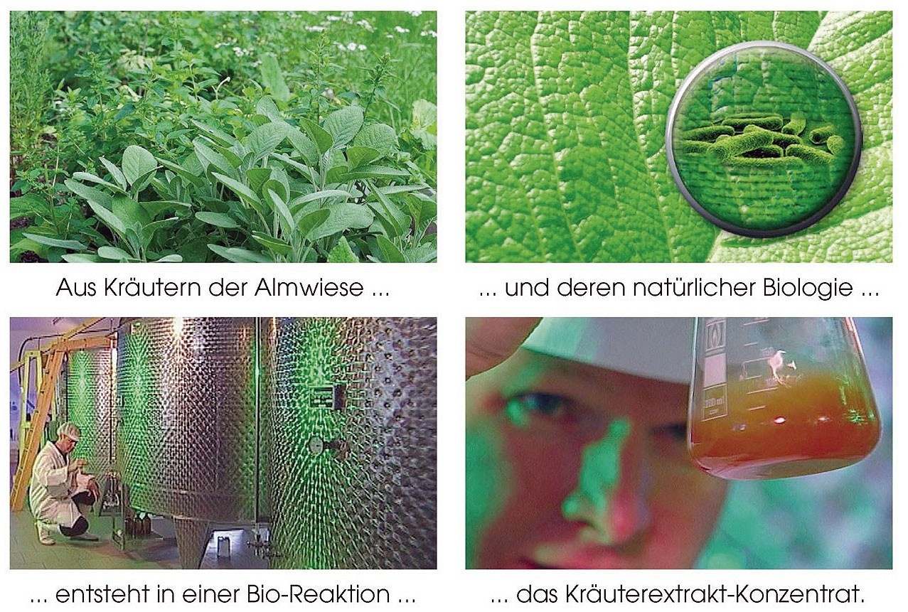 KE-plant zur Stärkung der Rebe