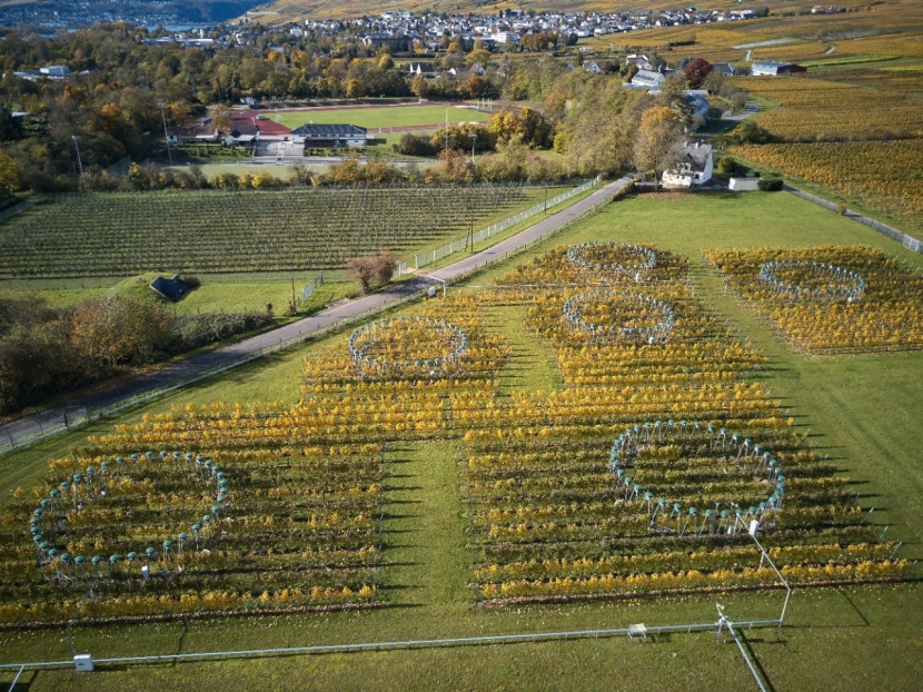 Verändert ein CO2-Anstieg in der Luft den Weinbau?